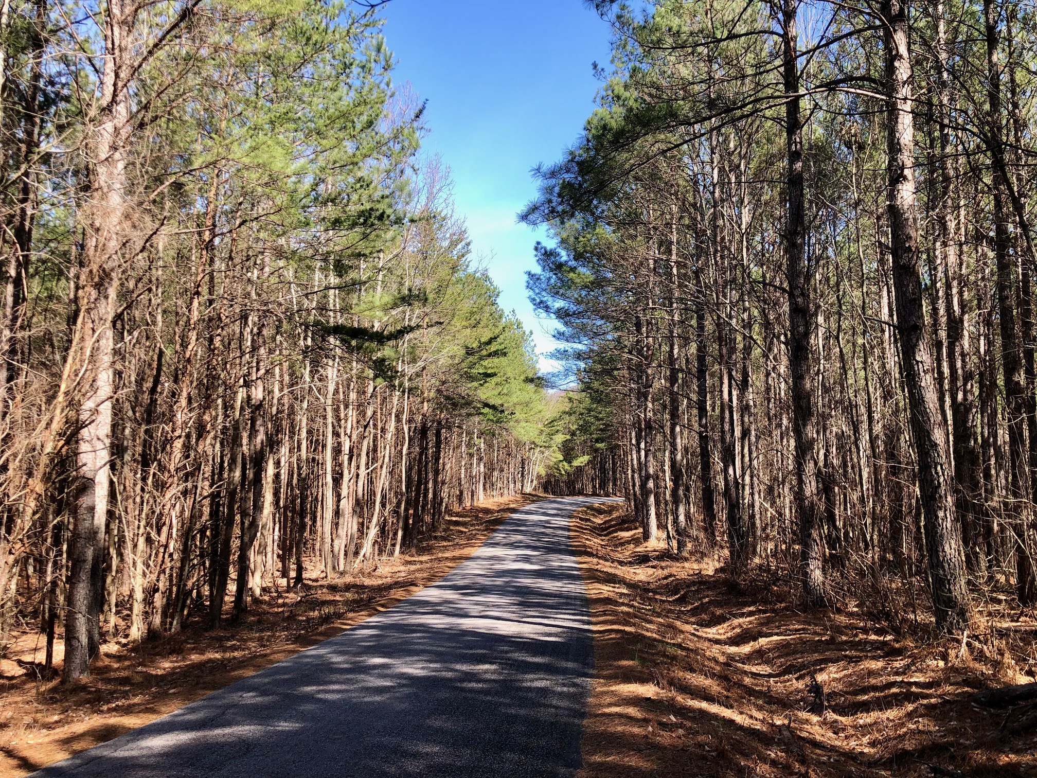 Cheaha Mountain (Part 2), Alabama