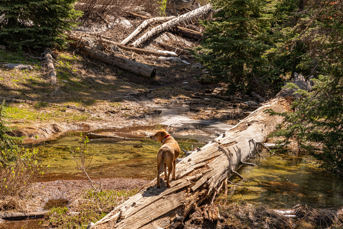 Black Lee Creek – Payette National Forest, Idaho