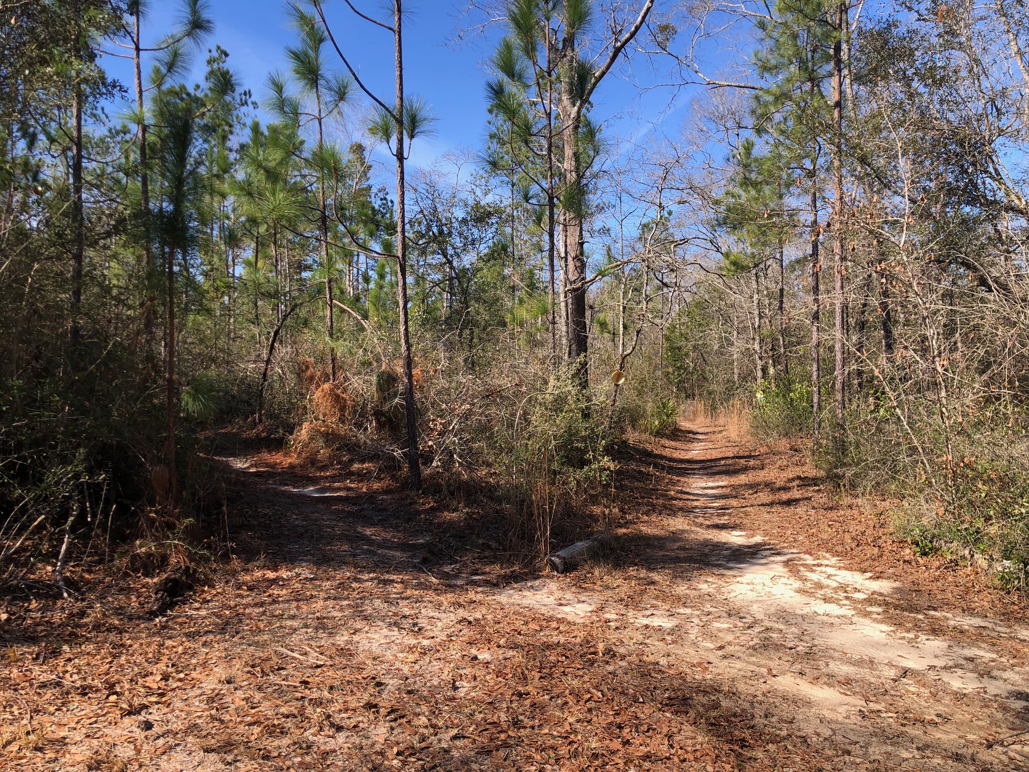 Muscogee Mountain Bike Trails – Cantonment, Florida